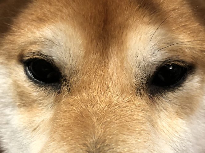 Health Considerations - Shiba Inu New Zealand